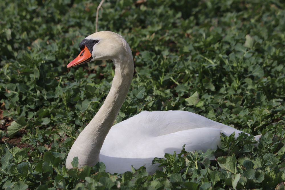 Schwan...... Foto & Bild | fotos, spezial, natur Bilder auf fotocommunity