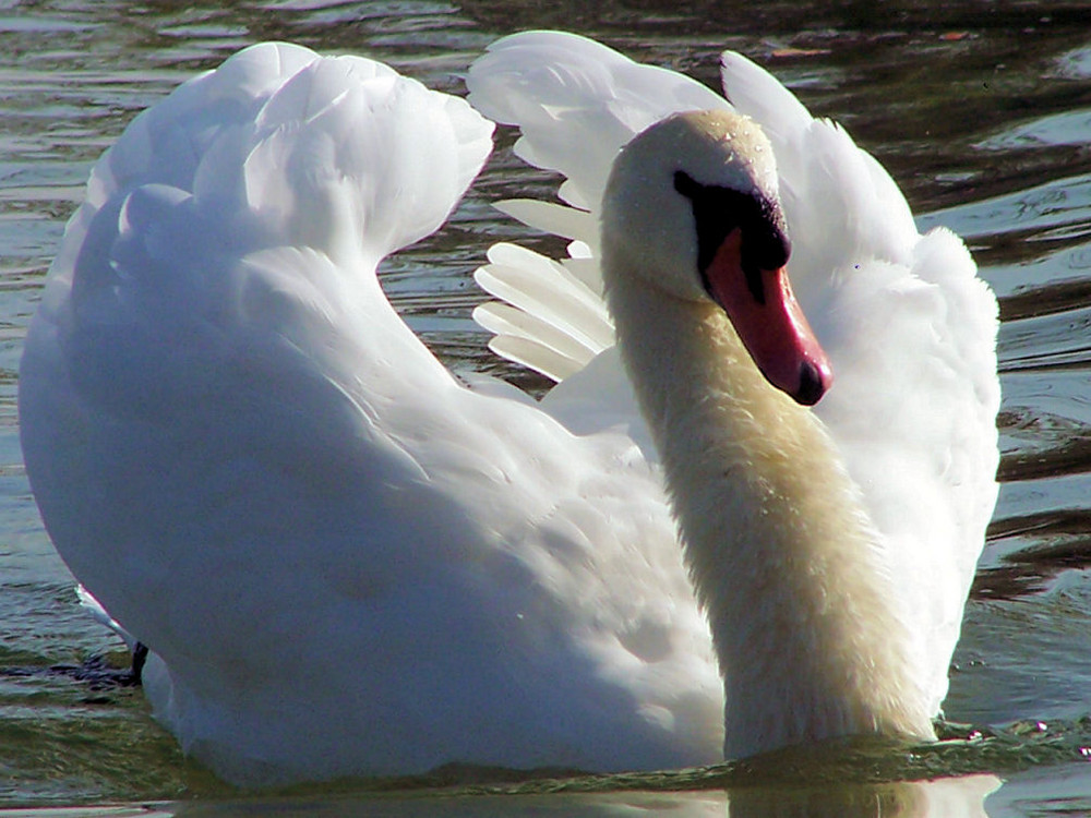 Schwan Foto & Bild | tiere, wildlife, wild lebende vögel Bilder auf ...