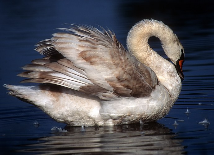 Schwan Foto & Bild | tiere, wildlife, wild lebende vögel Bilder auf ...