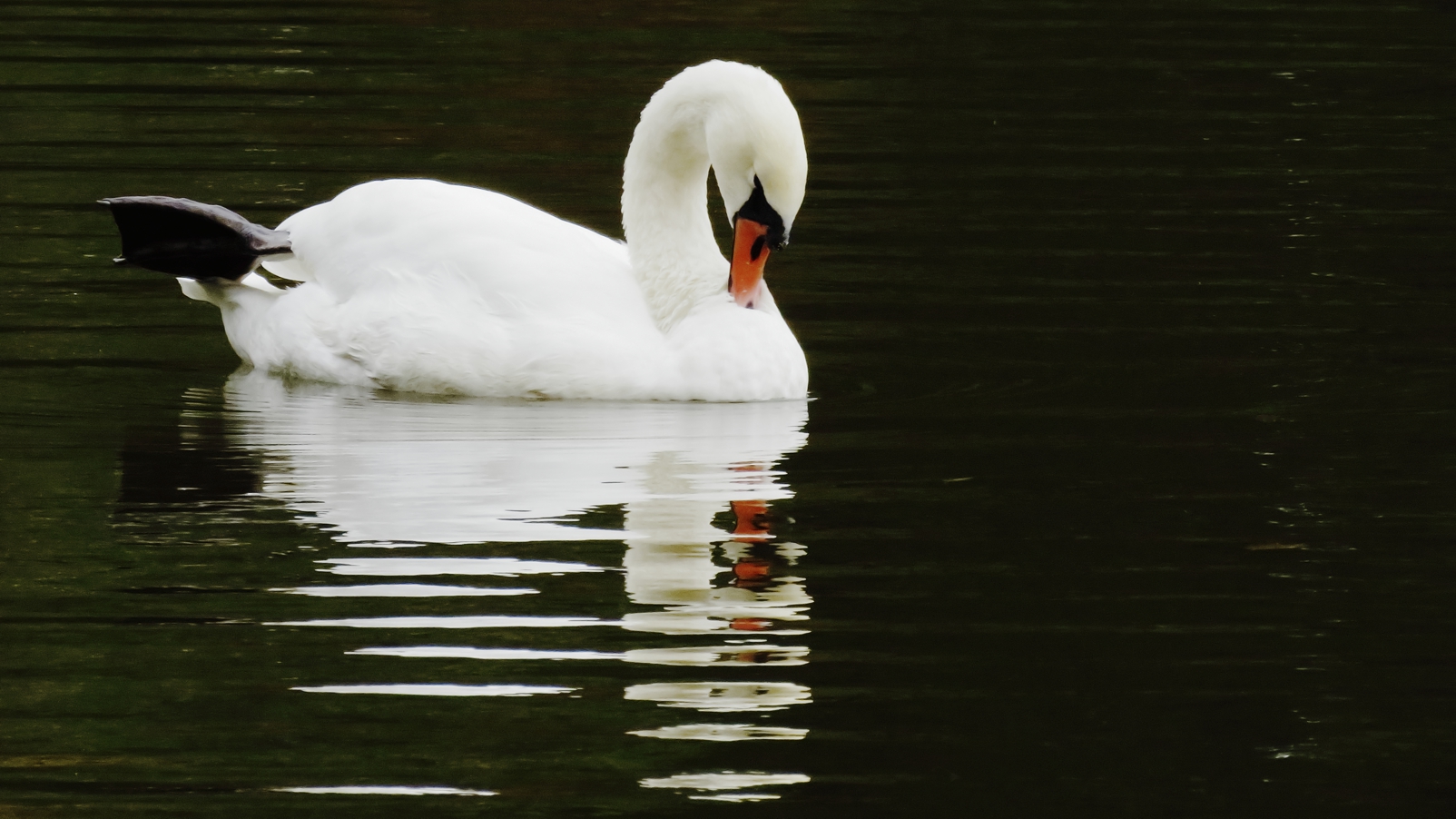 Schwan Foto & Bild | tiere, wildlife, wild lebende vögel Bilder auf ...