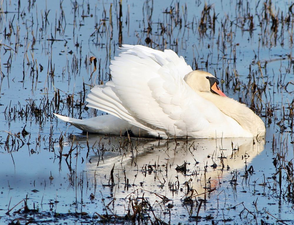 Schwan Foto & Bild | tiere, wildlife, wild lebende vögel Bilder auf ...