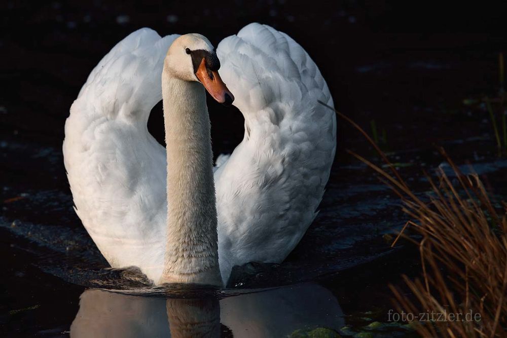Schwan Foto & Bild | tiere, wildlife, wild lebende vögel Bilder auf ...