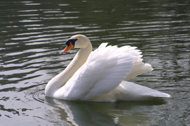 Schwan Foto & Bild | tiere, wildlife, wild lebende vögel Bilder auf ...