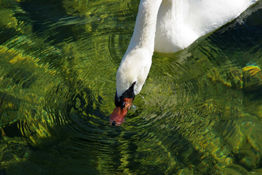 Schwan Foto & Bild | tiere, wildlife, wild lebende vögel Bilder auf ...