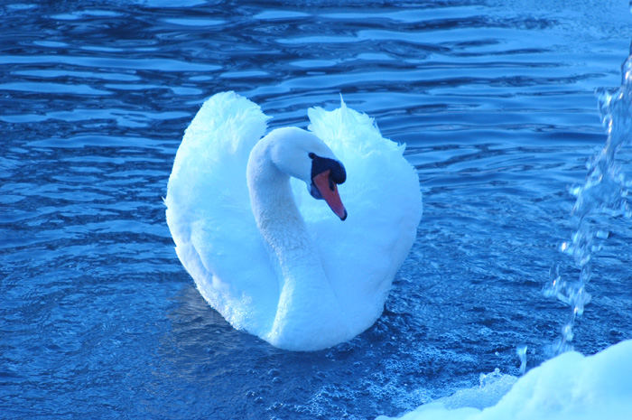 Schwan Foto & Bild | tiere, wildlife, wild lebende vögel Bilder auf ...