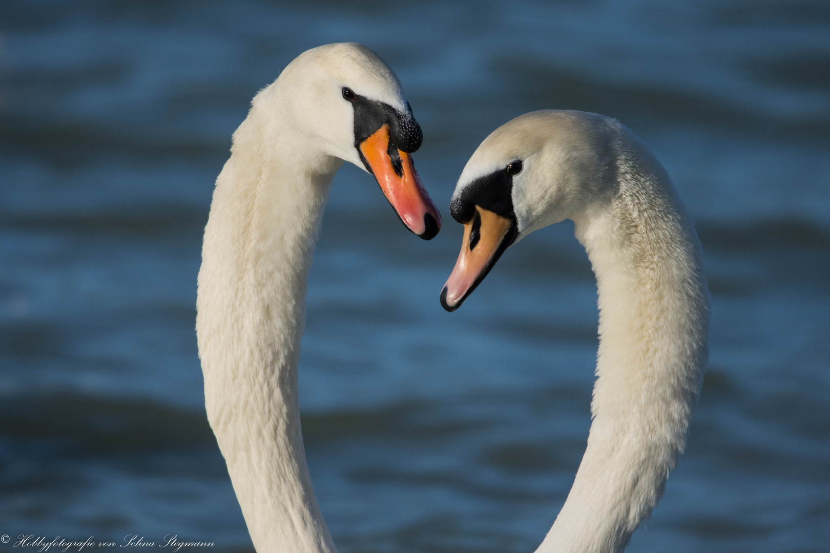 Schwan Foto & Bild | tiere, natur Bilder auf fotocommunity