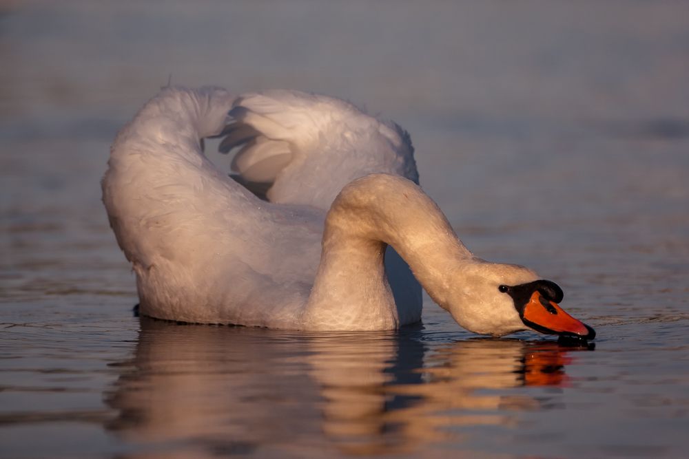 Schwan am Morgen Foto & Bild | natur, tiere, vögel Bilder auf fotocommunity