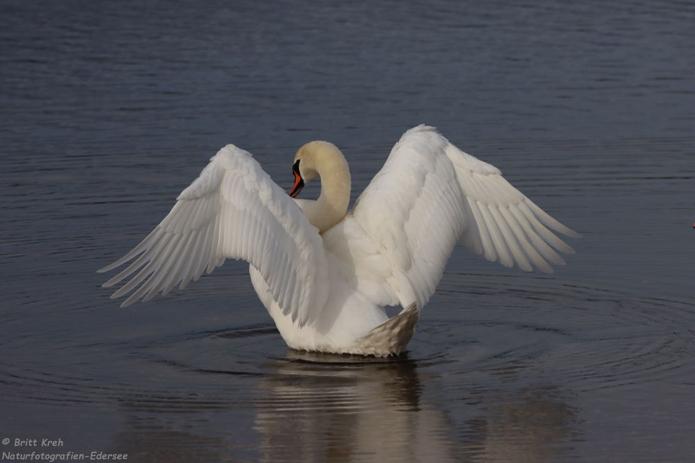 Schwan auf dem... Foto & Bild | tiere, wildlife, wild lebende vögel ...