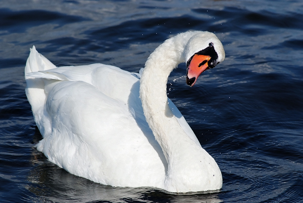 Schwan auf der Ostsee Foto & Bild | tiere, wildlife, wild lebende vögel ...