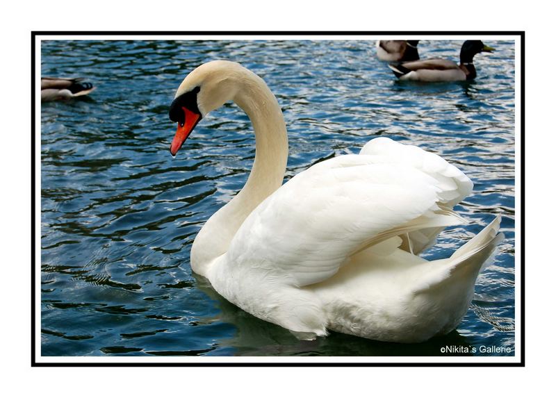 Schwan Foto & Bild | tiere, wildlife, wildlife: sonstige tiere Bilder ...