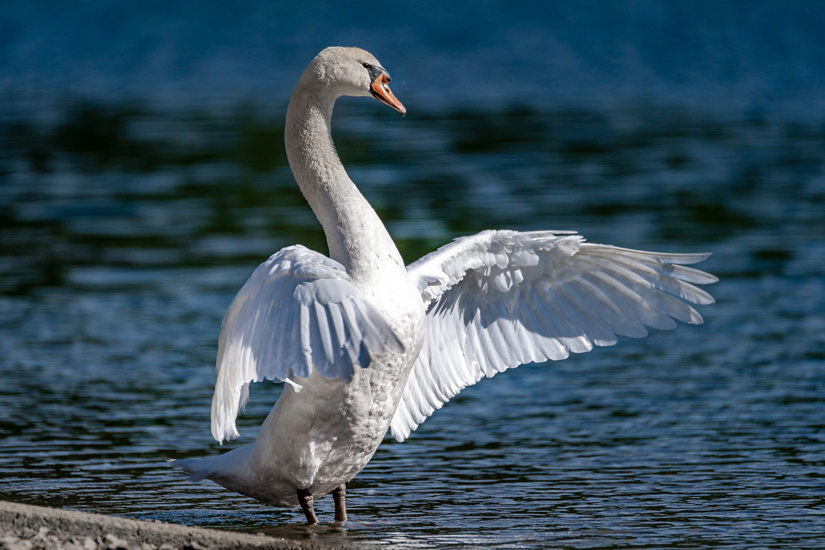 Schwan Foto & Bild | tiere, wildlife, wild lebende vögel Bilder auf ...