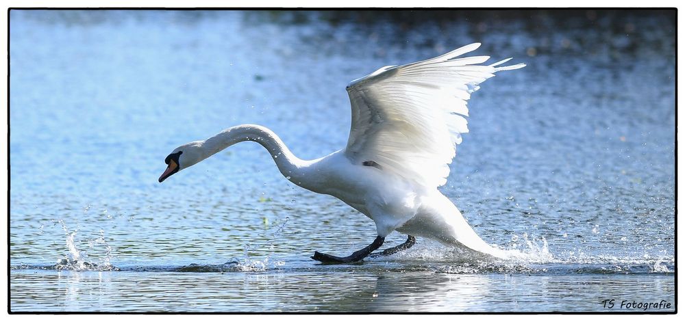Schwan bei der Landung Foto & Bild | tiere, wildlife, wild lebende ...
