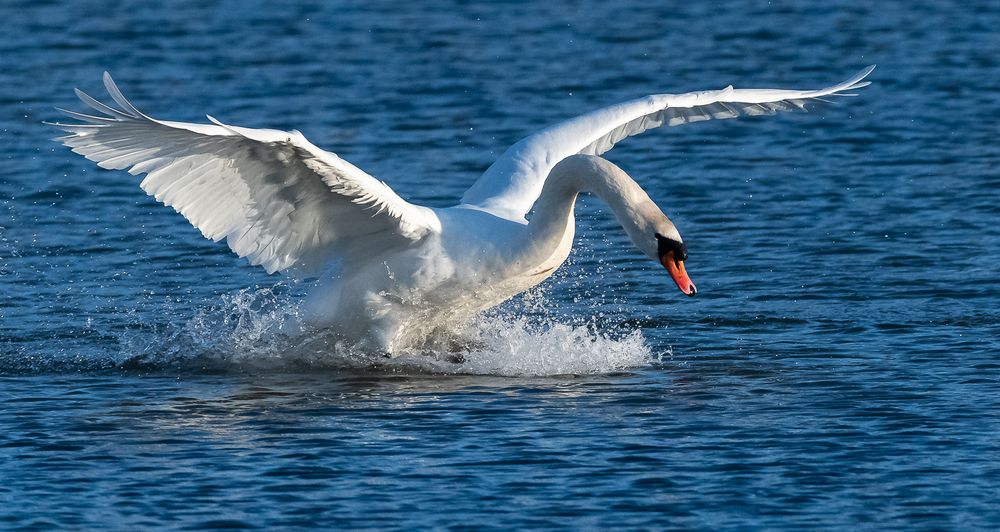 Schwan bei der Landung Foto & Bild | tiere, wildlife, wild lebende ...