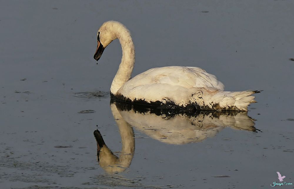 Schwan Foto & Bild | tiere, wildlife, wild lebende vögel Bilder auf ...