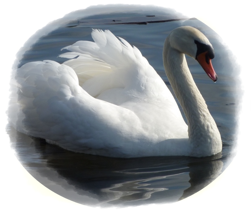 Schwan Foto & Bild | vögel Bilder auf fotocommunity