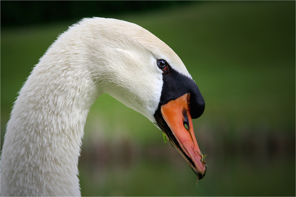 Schwan ... Foto & Bild | tiere, wildlife, wild lebende vögel Bilder auf ...