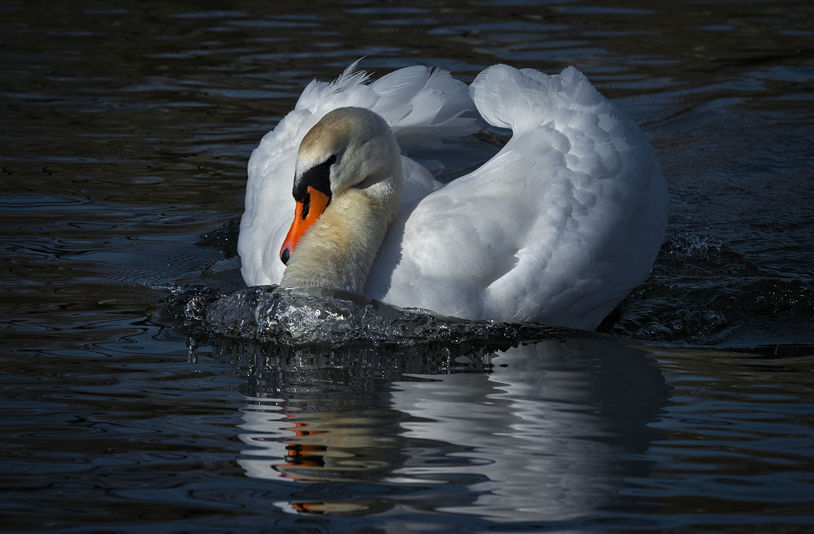 Schwan Foto & Bild | landschaft, bach, fluss & see, flüsse und kanäle ...