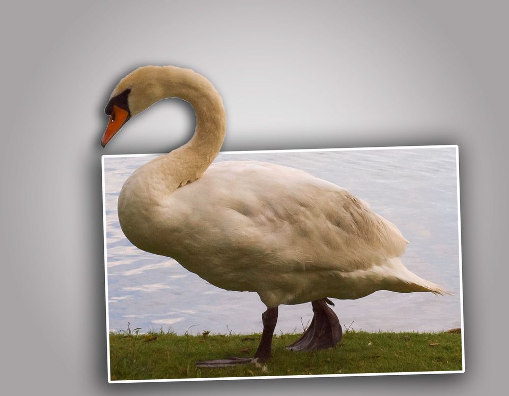 Schwan Foto & Bild | tiere, schwan, natur Bilder auf fotocommunity