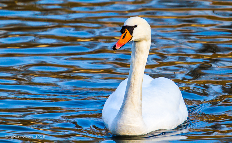 Schwan Foto & Bild | natur Bilder auf fotocommunity