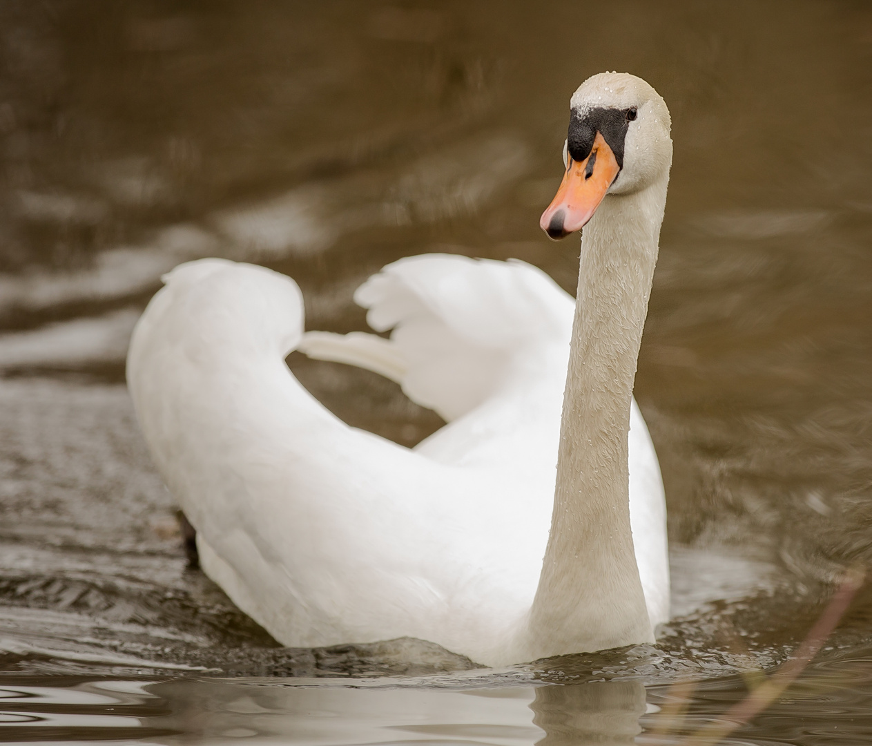 Schwan Foto & Bild | tiere, wildlife, wild lebende vögel Bilder auf ...