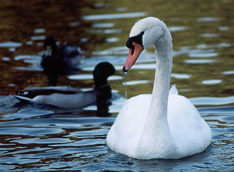 Schwan I Foto & Bild | tiere, natur Bilder auf fotocommunity