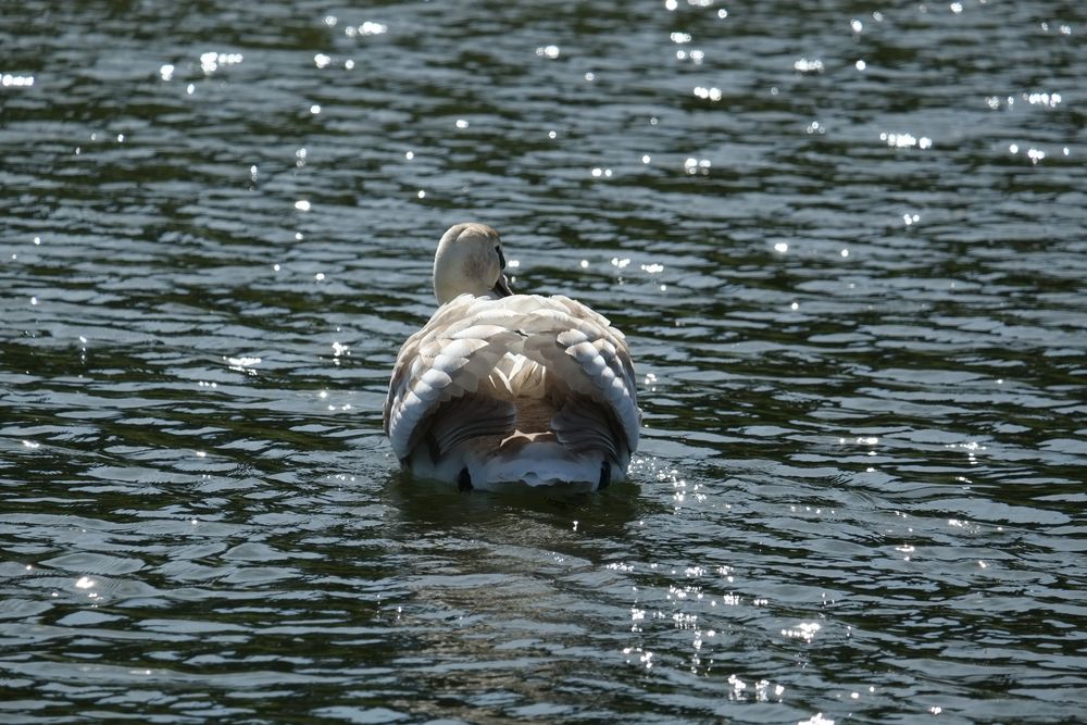 Schwan im April Foto & Bild | tiere, wildlife, wild lebende vögel ...