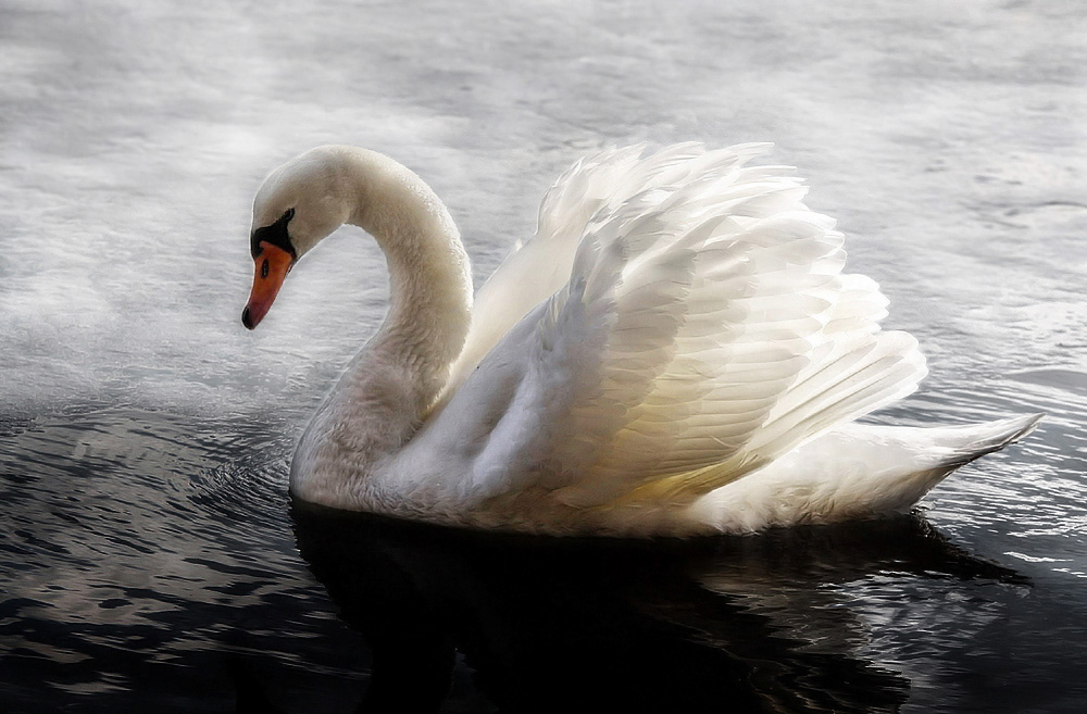 Schwan im Eis Foto & Bild | tiere, natur Bilder auf fotocommunity