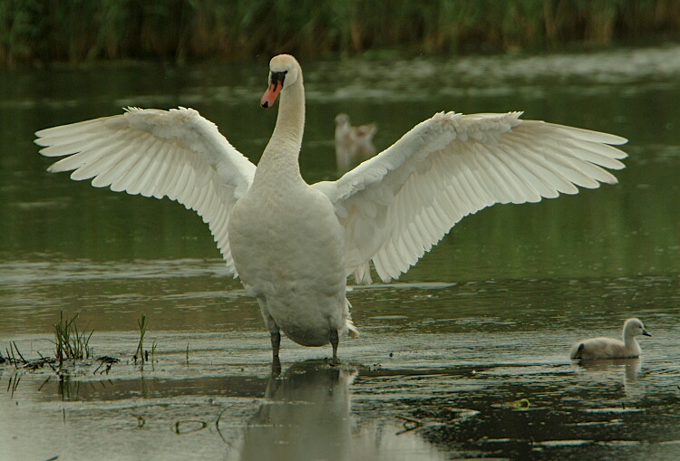 Schwan mit... Foto & Bild | tiere, wildlife, wild lebende vögel Bilder ...