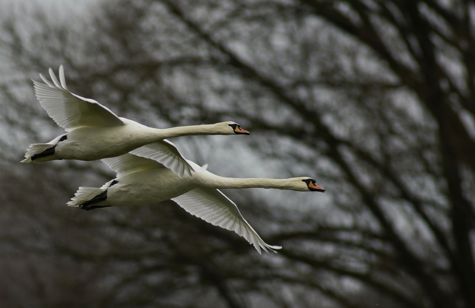 Schwane. Foto & Bild | tiere, wildlife, wild lebende vögel Bilder auf ...