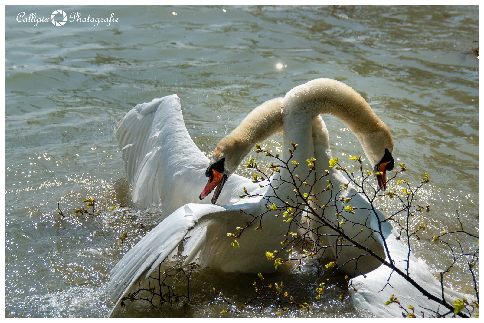 Schwanen-Kloppe Foto & Bild | tiere, wildlife, wild lebende vögel ...