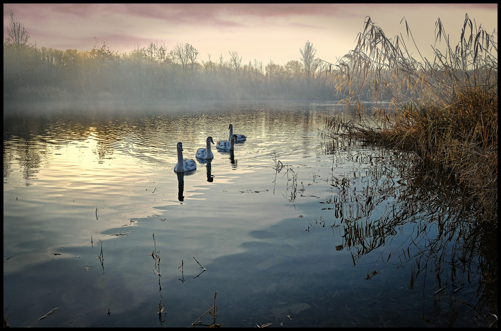 Schwanen-See Foto & Bild | tiere, landschaft, bach, fluss & see Bilder auf fotocommunity