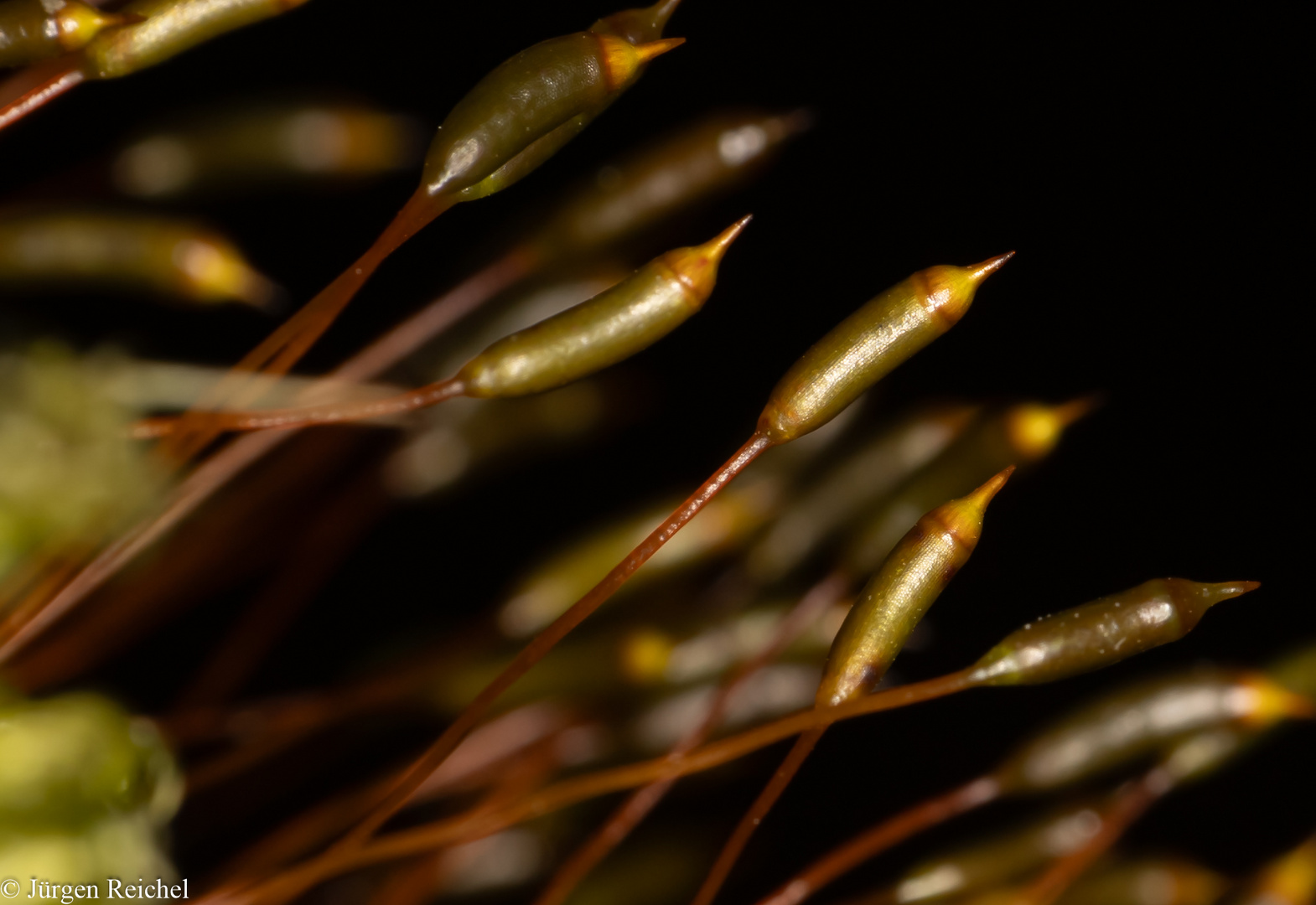Schwanenhals-Sternmoos ( Mnium hornum ) Foto & Bild | pflanzen, pilze ...