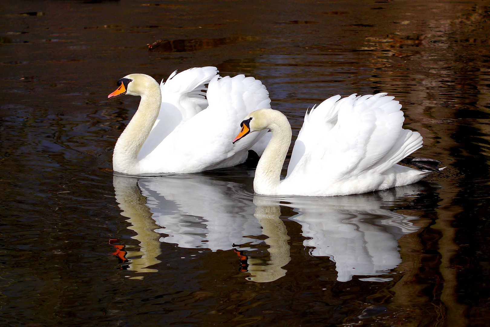 Schwanenpaar Foto & Bild | tiere, wildlife, wild lebende vögel Bilder auf fotocommunity