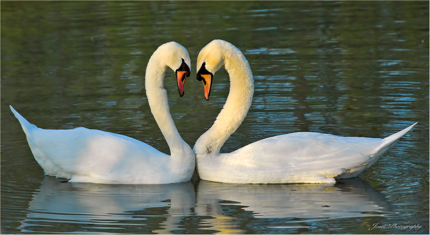 Schwanenpaar... Foto & Bild | fotos, spezial, natur Bilder auf fotocommunity