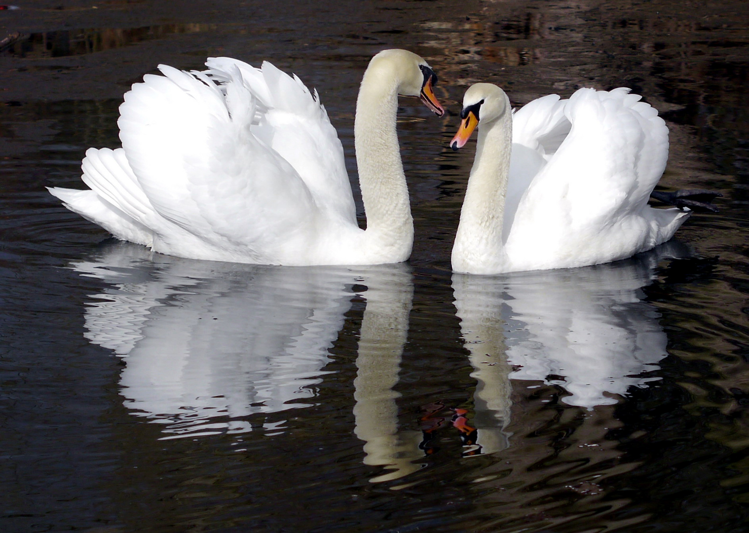 Schwanenpaar Foto & Bild | tiere, wildlife, wild lebende vögel Bilder auf fotocommunity
