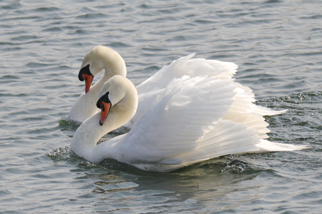 SCHWANENPAAR Foto & Bild | tiere, wildlife, wild lebende vögel Bilder auf fotocommunity