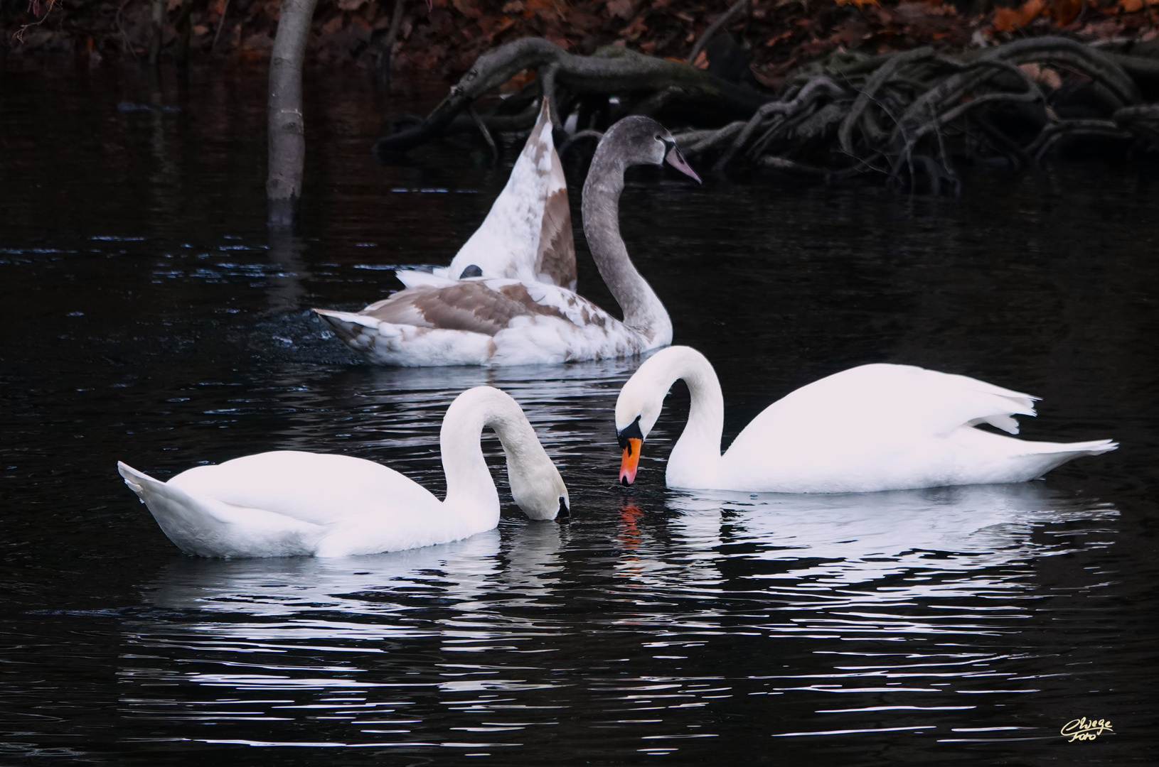 Schwanenpaar mit zwei Jungtieren Foto & Bild | tiere, wildlife, wild lebende vögel Bilder auf ...