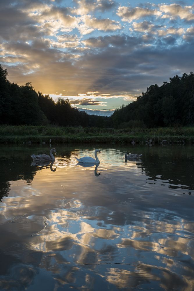 Schwanensee Foto & Bild | deutschland, europe, bayern Bilder auf fotocommunity