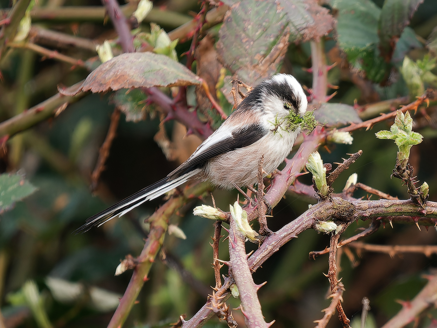 Schwanzmeise - Nestbau im Rosengebüsch Foto & Bild | lippe, natur, singvogel Bilder auf ...