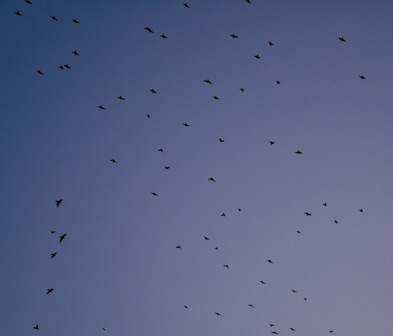 Schwarm Foto & Bild | natur, tiere, vögel Bilder auf fotocommunity
