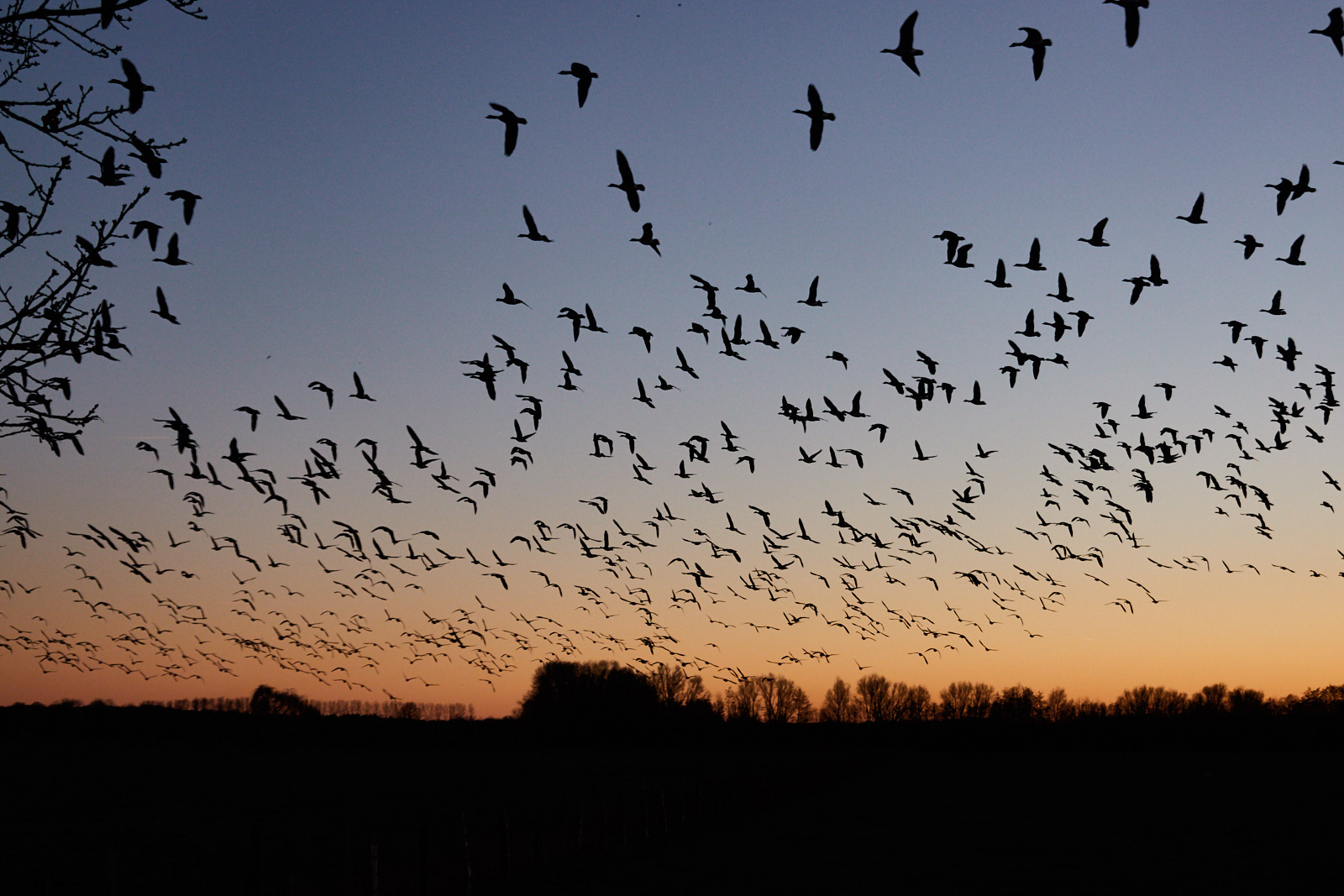 Schwarm Foto & Bild | tiere, wildlife, wild lebende vögel Bilder auf ...