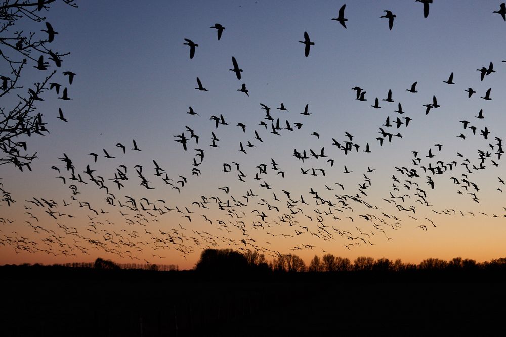 Schwarm Foto & Bild | tiere, wildlife, wild lebende vögel Bilder auf ...