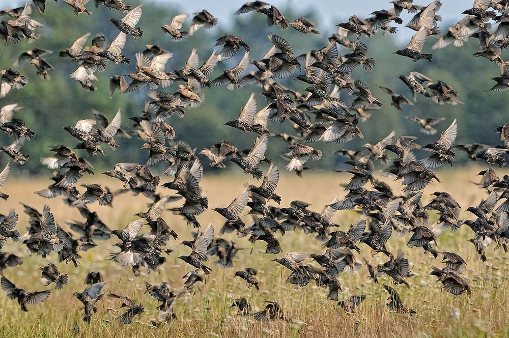 Schwarm Foto & Bild | tiere, wildlife, wild lebende vögel Bilder auf ...