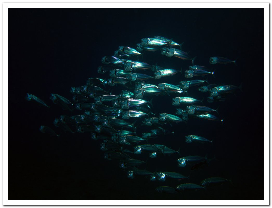 Schwarm Foto & Bild | unterwasser, uw-salzwasser, natur-kreativ Bilder ...