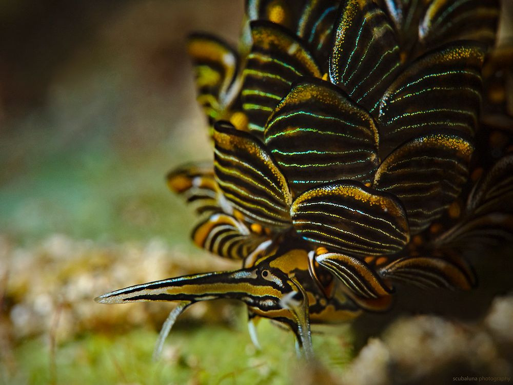 Schwarz-linierte Schlundsackschnecke (Cyerce nigra) Foto & Bild | tiere ...