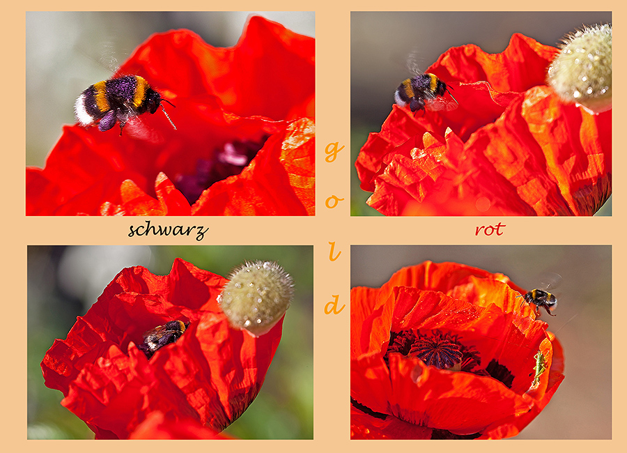 schwarz rot gold Foto & Bild | pflanzen, pilze & flechten, blüten ...