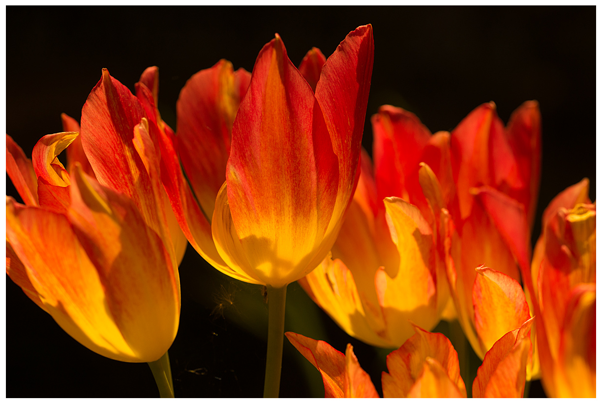 "Schwarz-Rot-Gold" Foto & Bild | grab, tulpen, natur Bilder auf ...