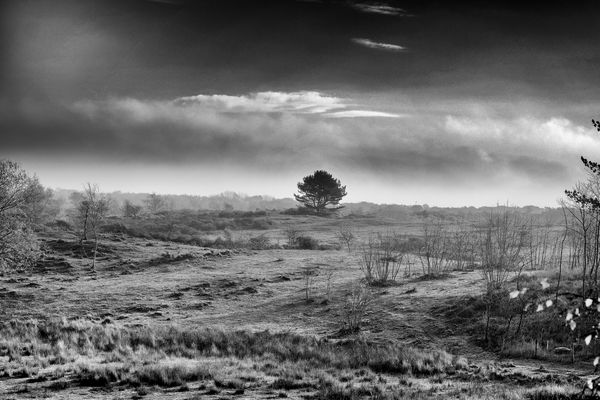 Heide Bilder & Fotos