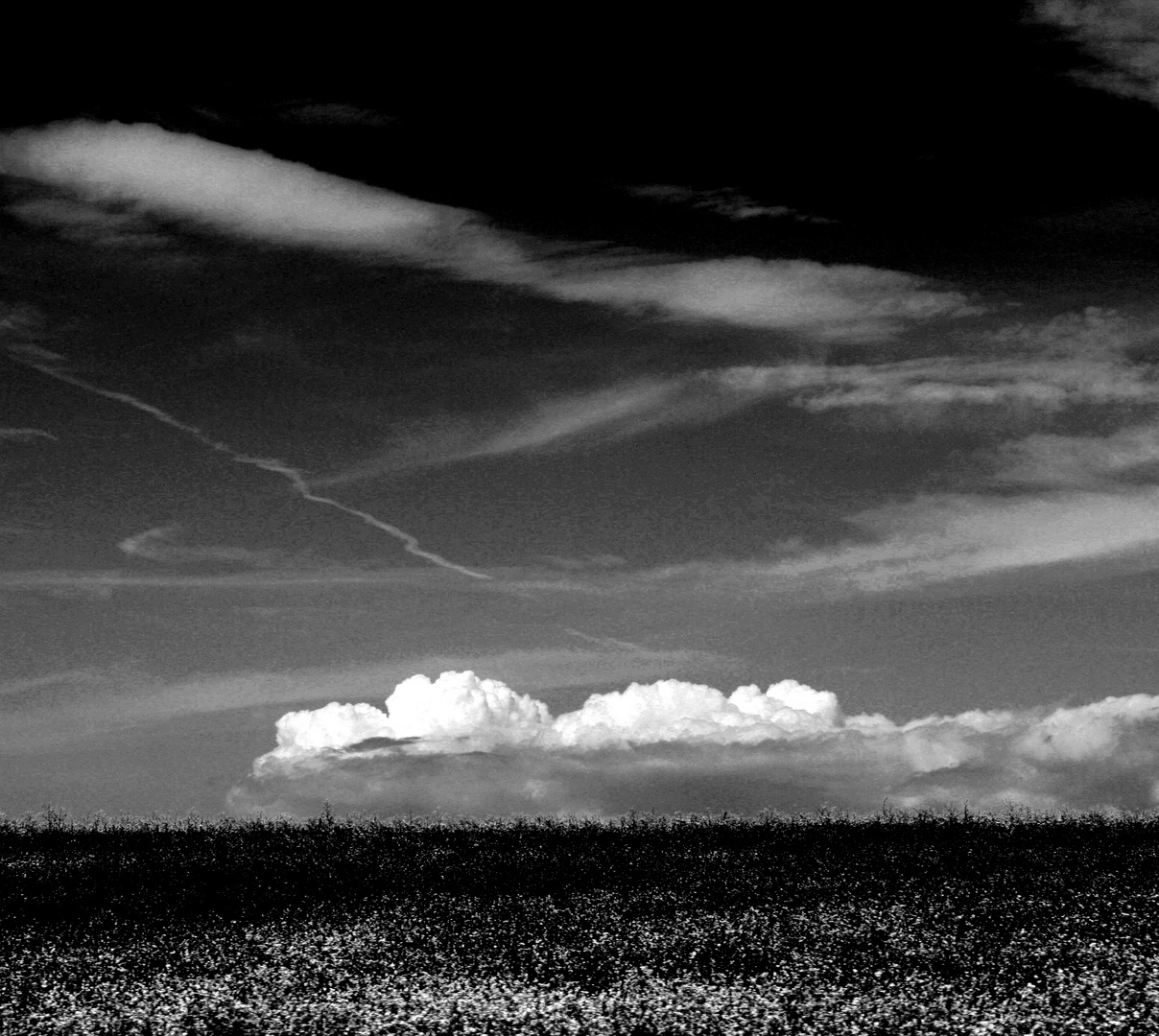 schwarz weiß Foto & Bild | landschaft, Äcker, felder & wiesen, allerlei ...