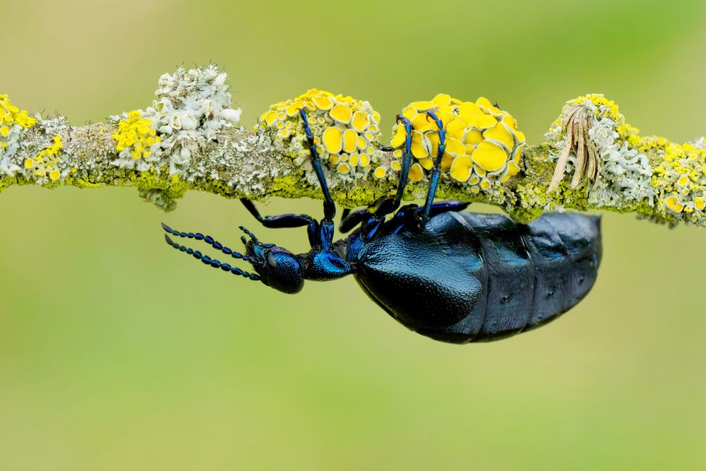 Schwarzblauer Ölkäfer (Meloe proscarabaeus) Weibchen Foto & Bild ...